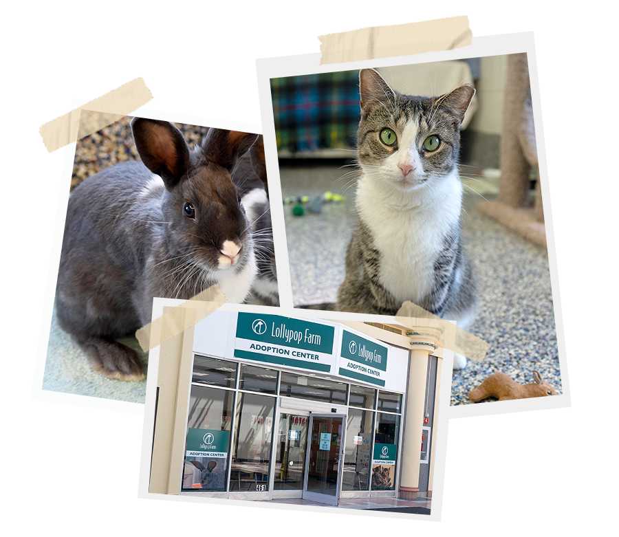 Lollypop Farm | Humane Society of Greater Rochester